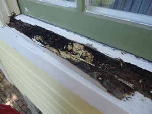 PeelingFromWoodWindowSillorFrame